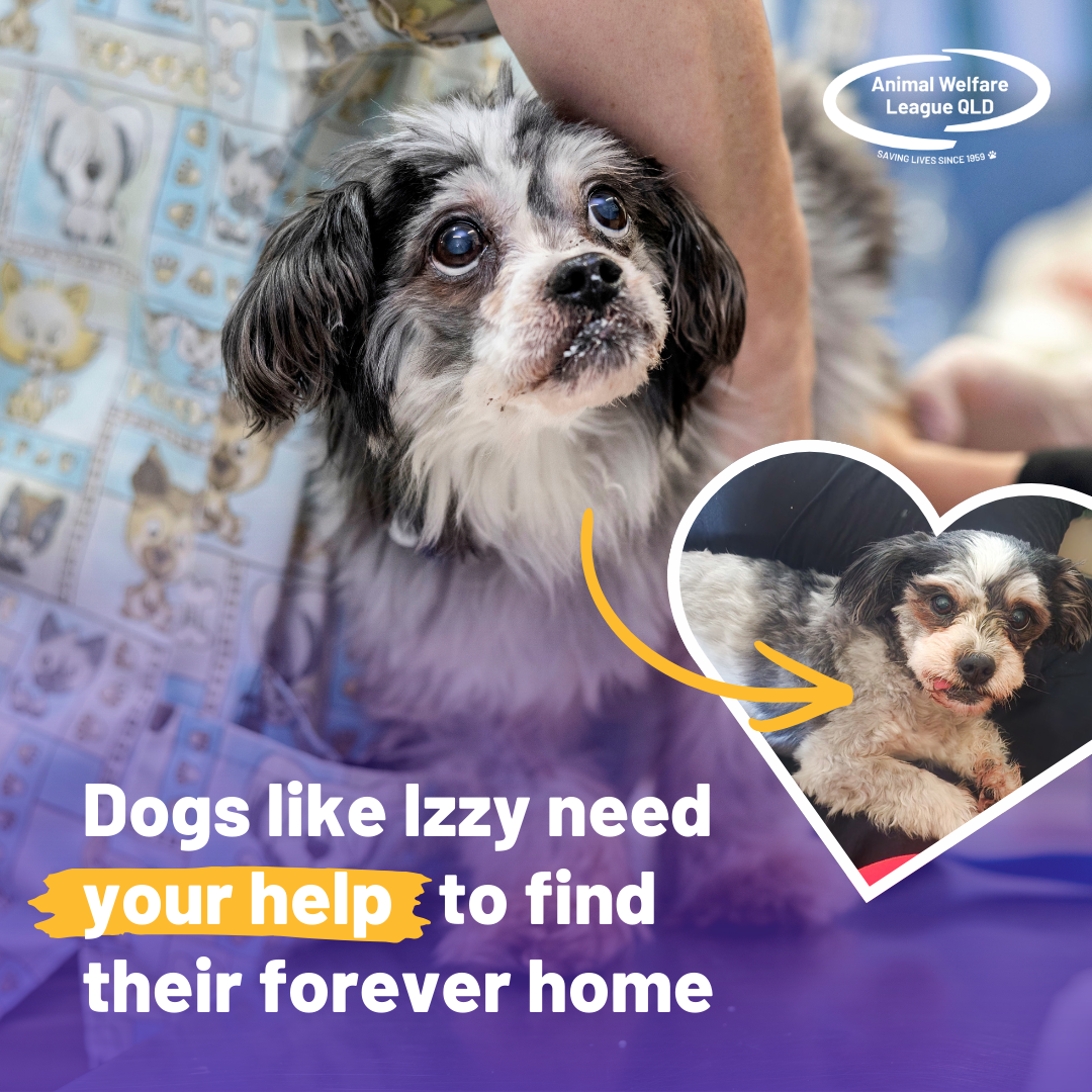 Animal Welfare League QLD : Stray Animal Day 2026